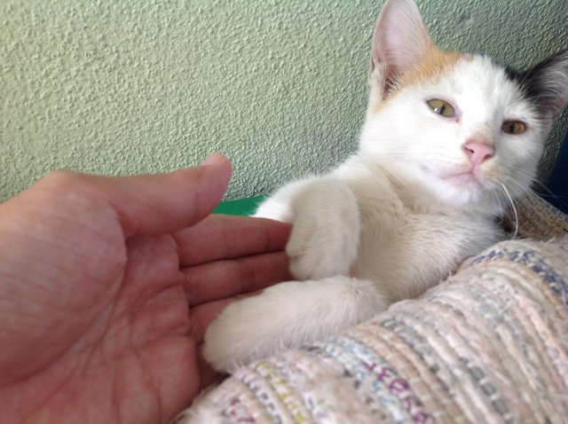 Animal Assisted Therapy in Malaysia (AAT) – Shatheswaran Rajadesinggi ...